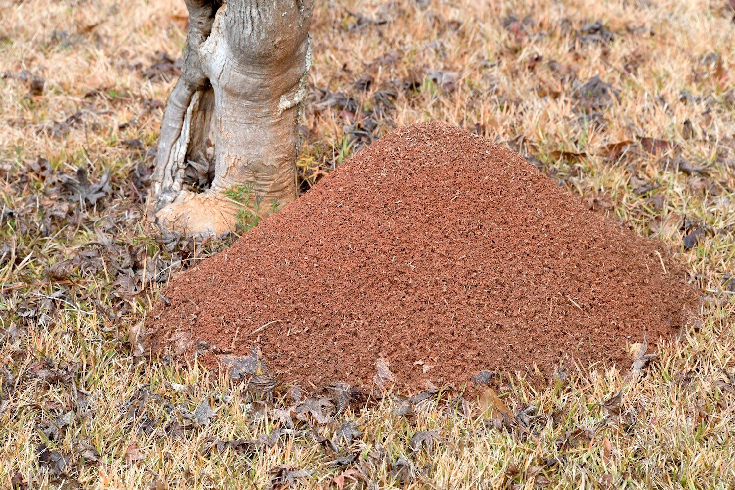 #1 Effective Fire Ant Control | Top Turf